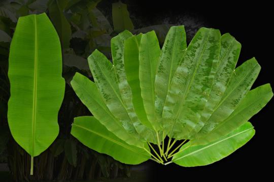 Buy Fresh Banana Leaves Online | Banana Leaf Online - Rudraksha Ratna ...