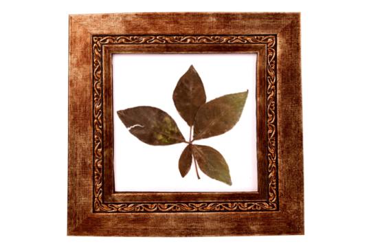 Buy Rare Pancha Dal Bel Patra | 5 leaf Bilva Patra Online - Rudraksha Ratna