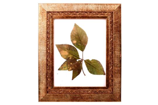 Buy Rare Pancha Dal Bel Patra | 5 leaf Bilva Patra Online - Rudraksha ...