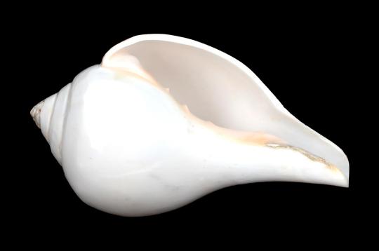 Buy Natural Vamavarti Left Hand Shankh Online @ Best Price - Rudra ...