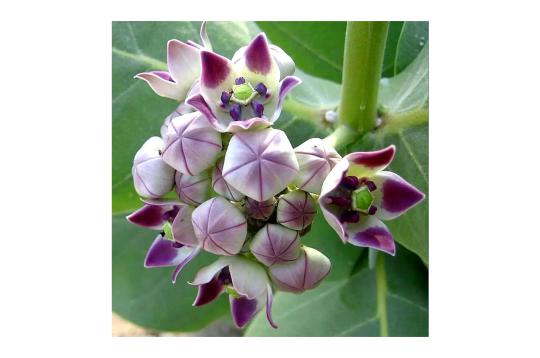 Order Fresh Aak Flowers Online @INR 151 - 75 pieces flowers - Rudraksha ...