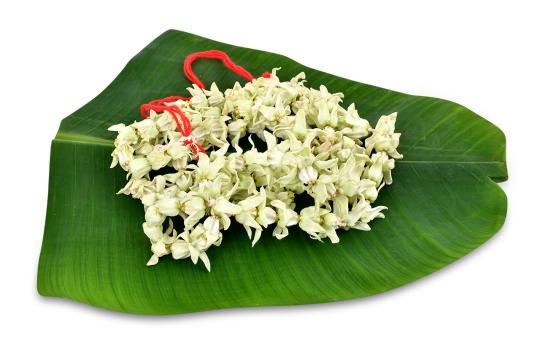 Fresh Aak Flower Garland - Rudra Centre