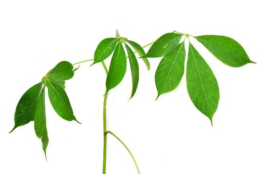 Katesavar (Jayeshtha Nakshatra) - Rudra Centre