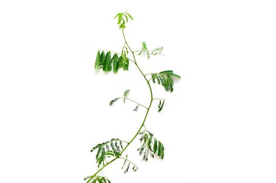 Kher (Mrigashirsha Nakshatra) - Rudra Centre