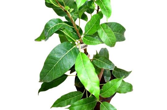 Pakad (Uttara Phalguni Nakshatra) - Rudra Centre