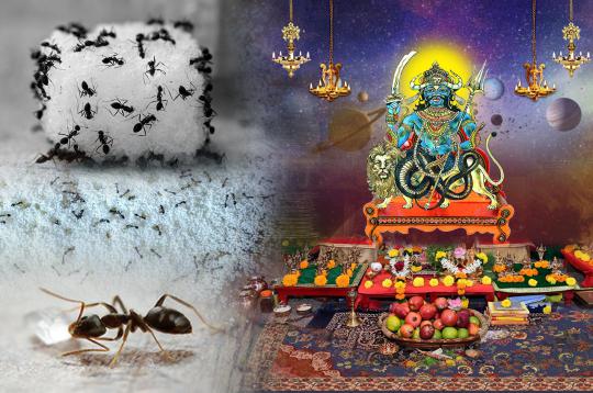 Feed Ants for blessings of Planet Rahu - 1 month