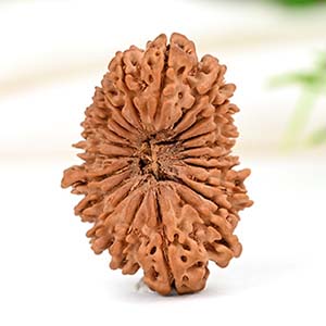 Buy Original 21 Mukhi (Twenty-One Face) Nepali Rudraksha