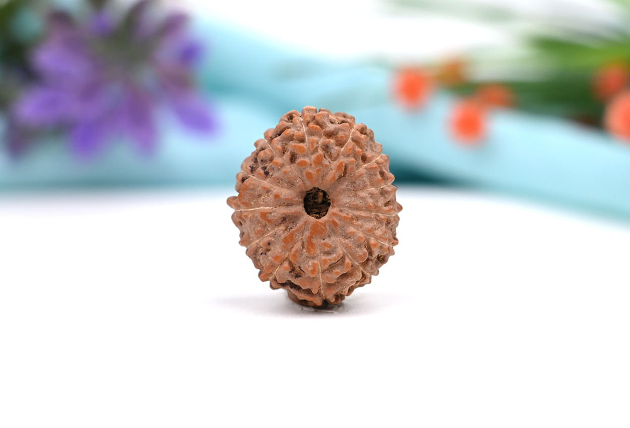 Super Collector Thirteen Mukhi from Java Indonesia - VIII