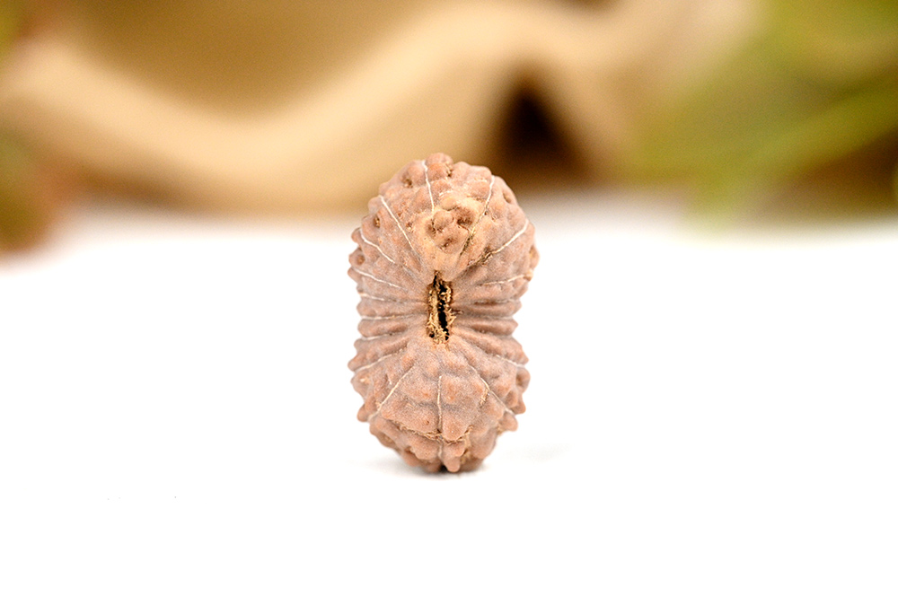 Super Collector Eighteen Mukhi from Java Indonesia - XIV