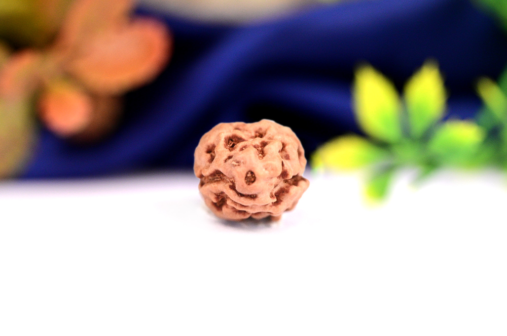 Buy two mukhi Large Java rudraksha bead from Rudraksha Ratna