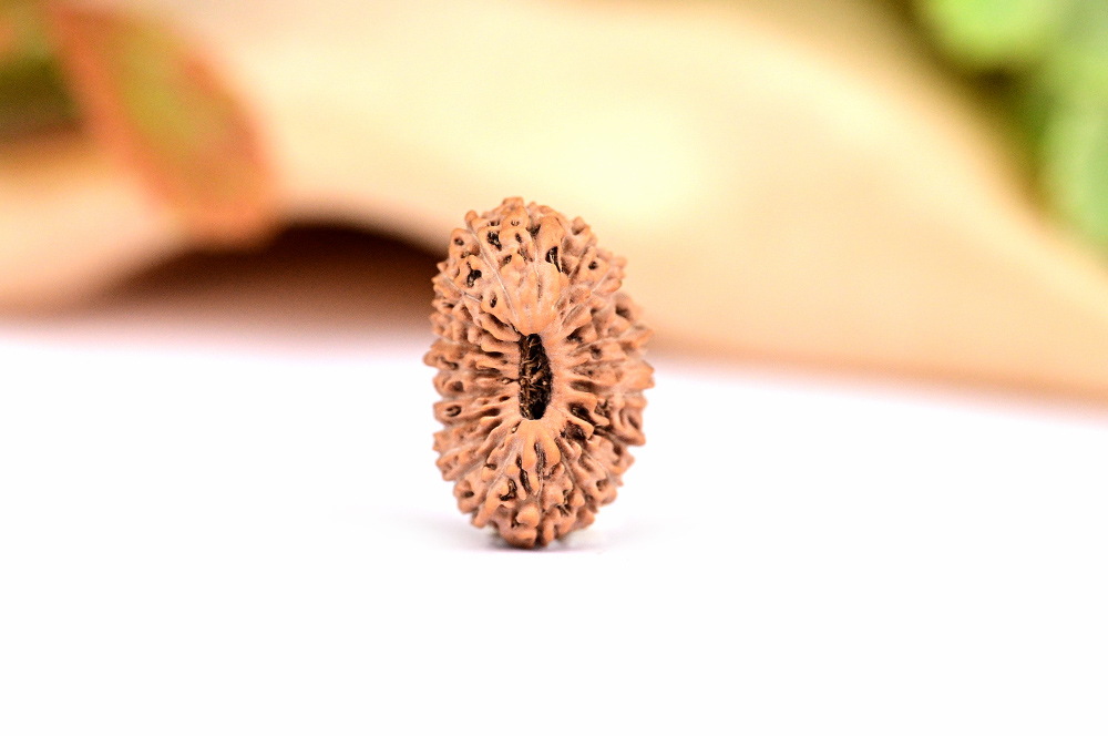 Collector 21 mukhi from Java Indonesia - LVI