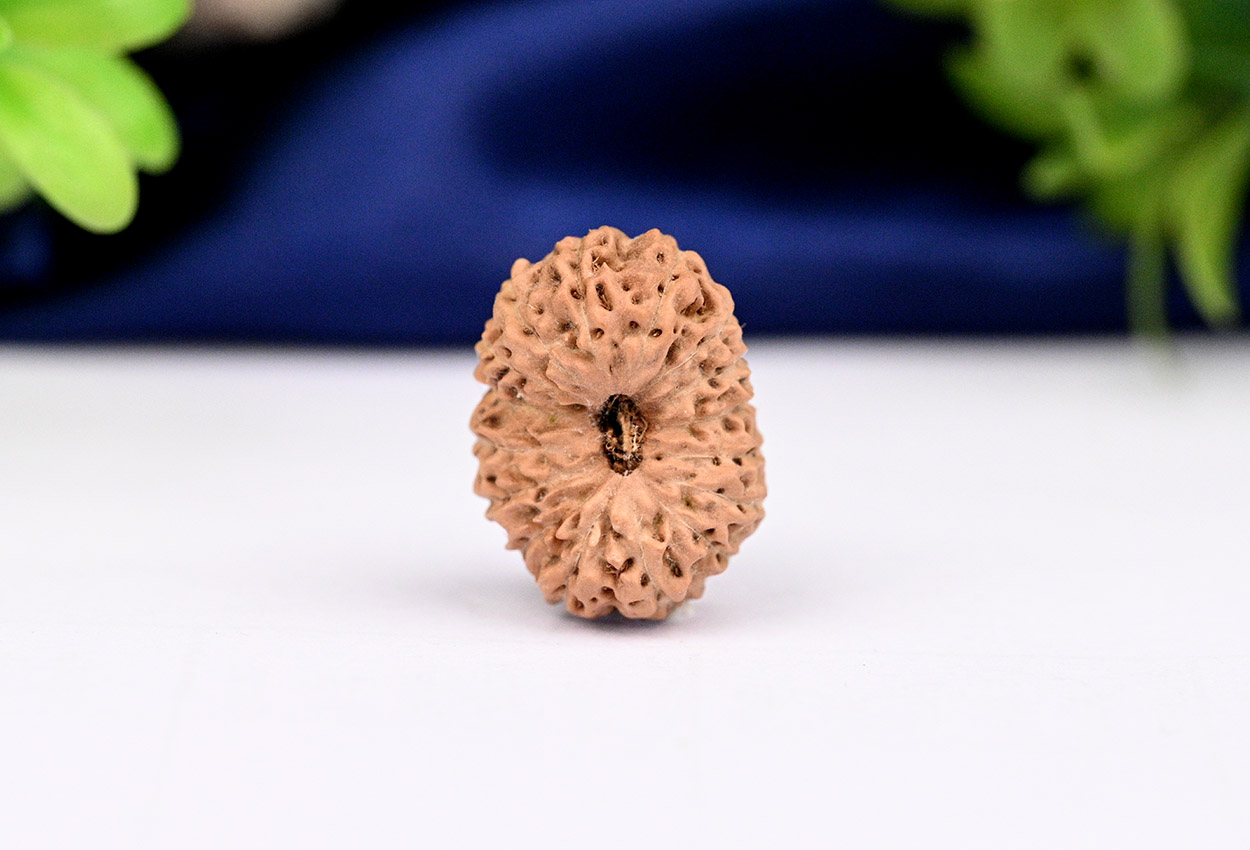 Super Collector 16 Mukhi from Java Indonesia - XXIX