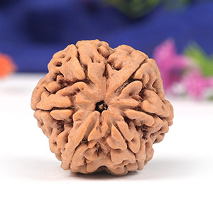 Buy Original 6 Mukhi (Six Face) Rudraksha at Best Price - Rudra Centre