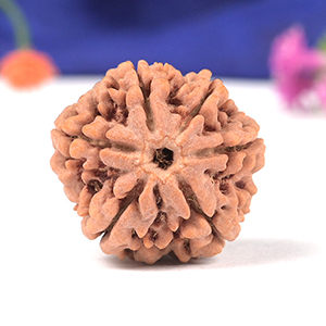 Buy Original 6 Mukhi (Six Face) Rudraksha at Best Price - Rudra Centre