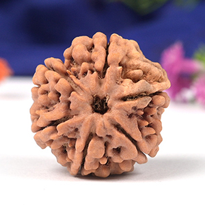 Buy Original 6 Mukhi (Six Face) Rudraksha at Best Price - Rudra Centre