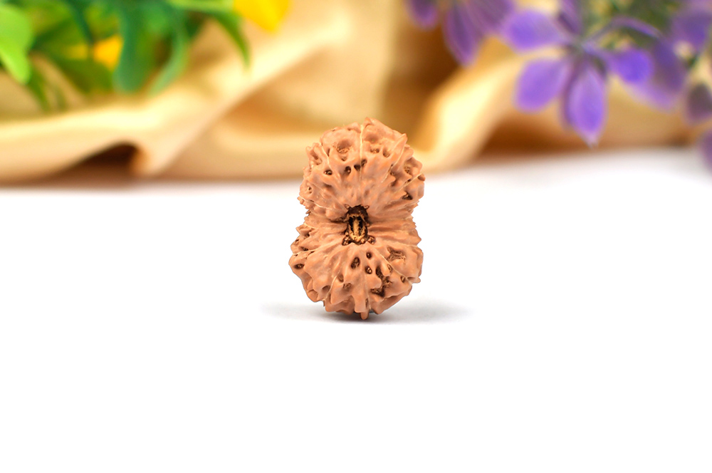 Super Collector 16 Mukhi from Java Indonesia - LXVI