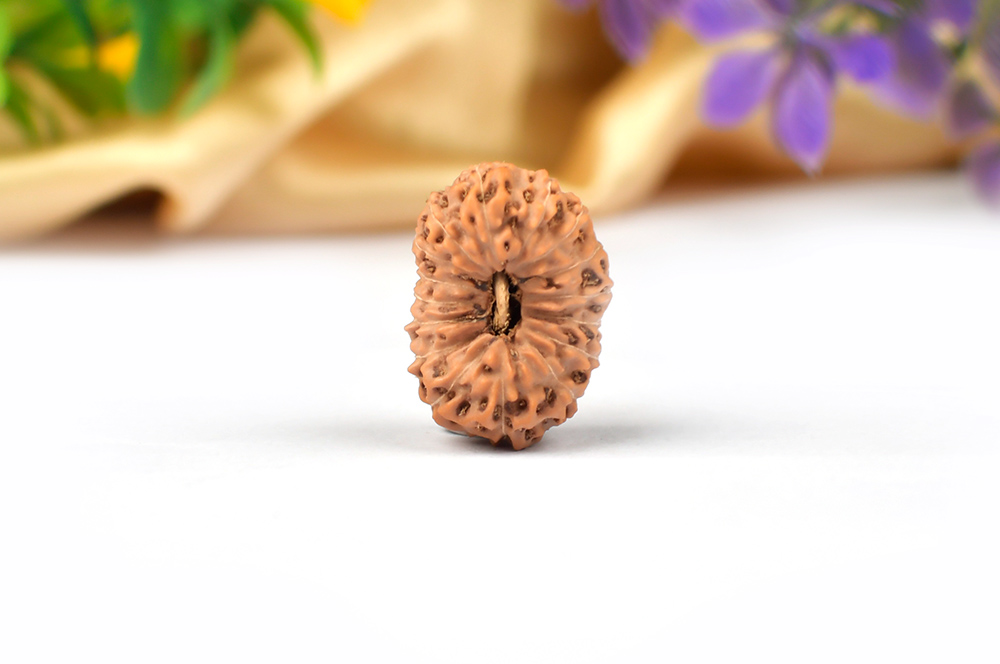 Super Collector 16 Mukhi from Java Indonesia - LXVII