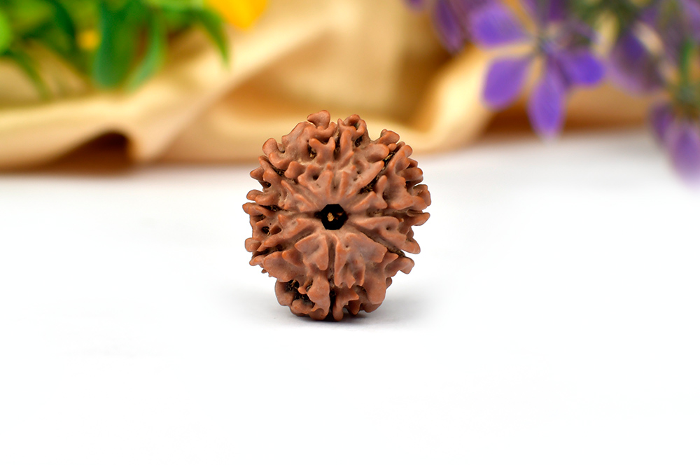 8 Mukhi from Nepal - CCLX