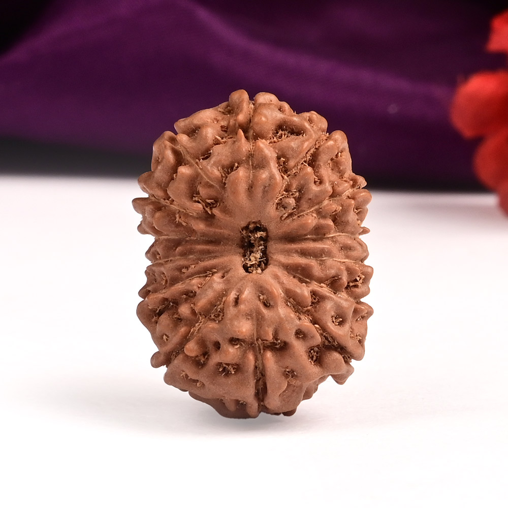 Collector 14 Mukhi from Java Indonesia - XCVI