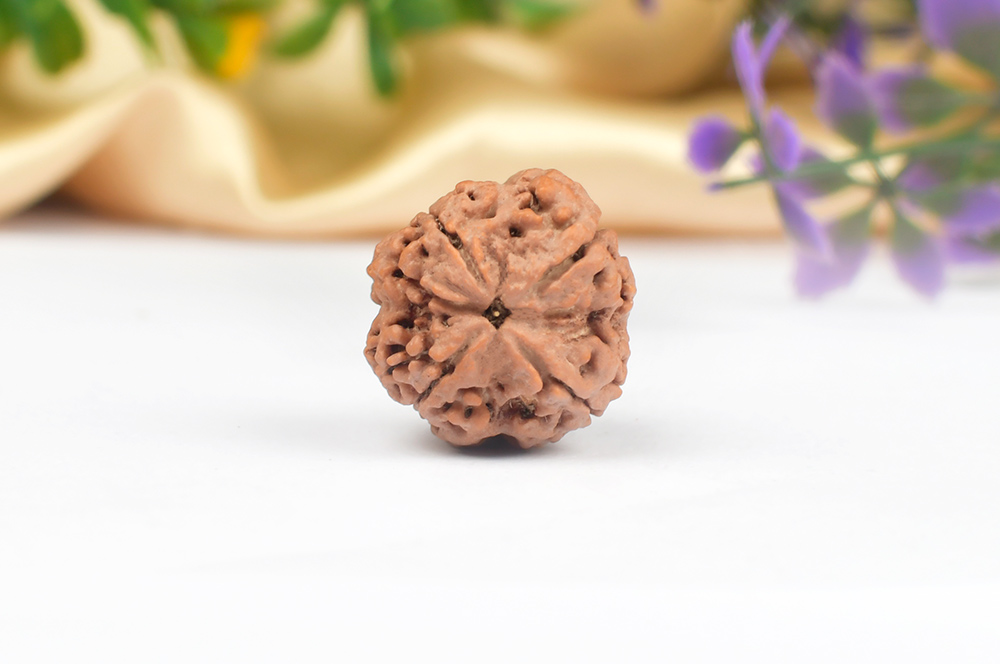 Collector 4 Mukhi from Nepal CDIV