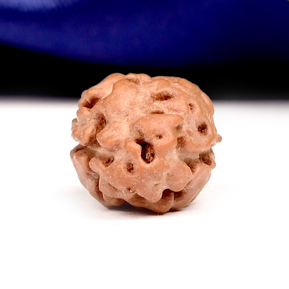 Collector 2 Mukhi from Java Indonesia - CXXIV