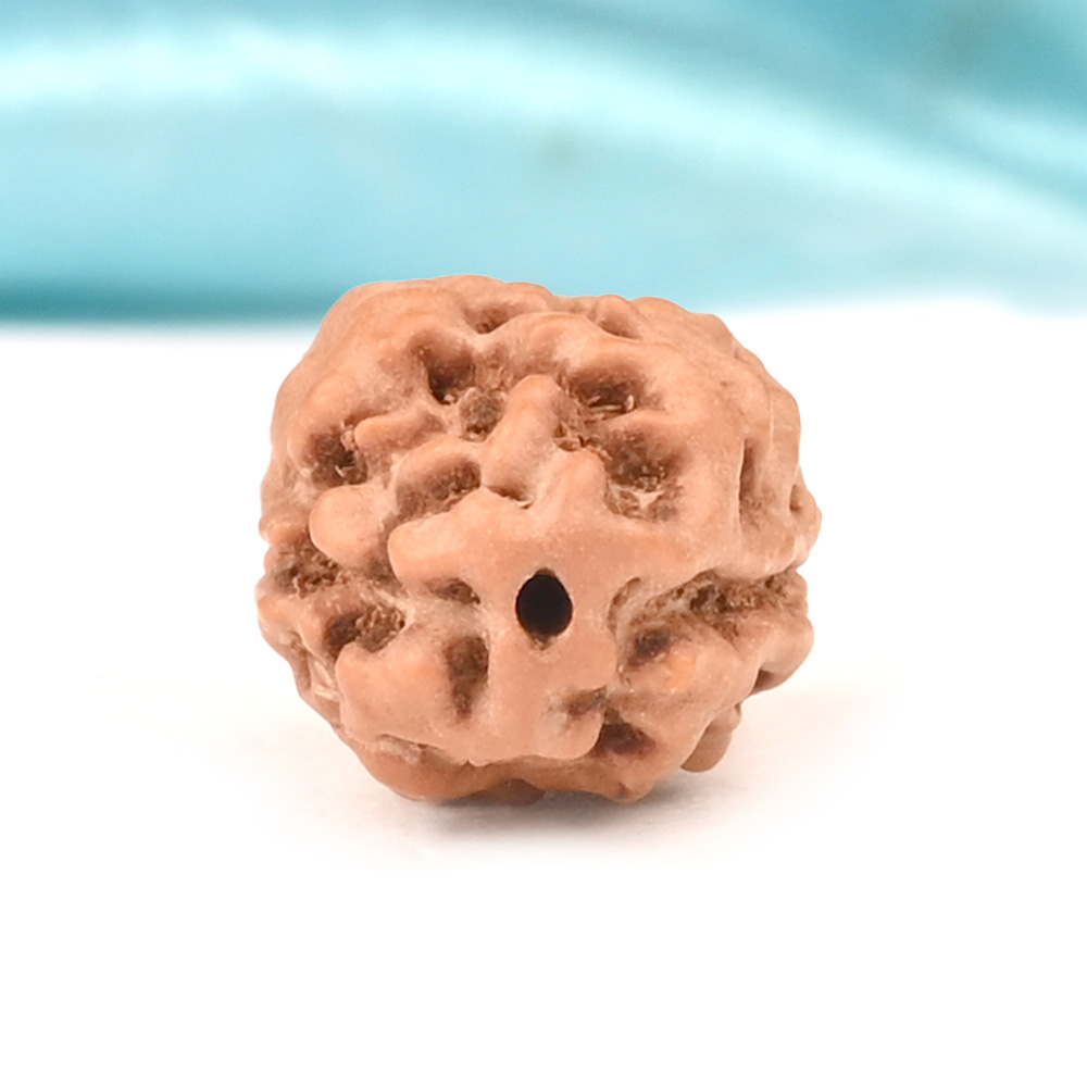 Collector 2 Mukhi from Java Indonesia - CXXV