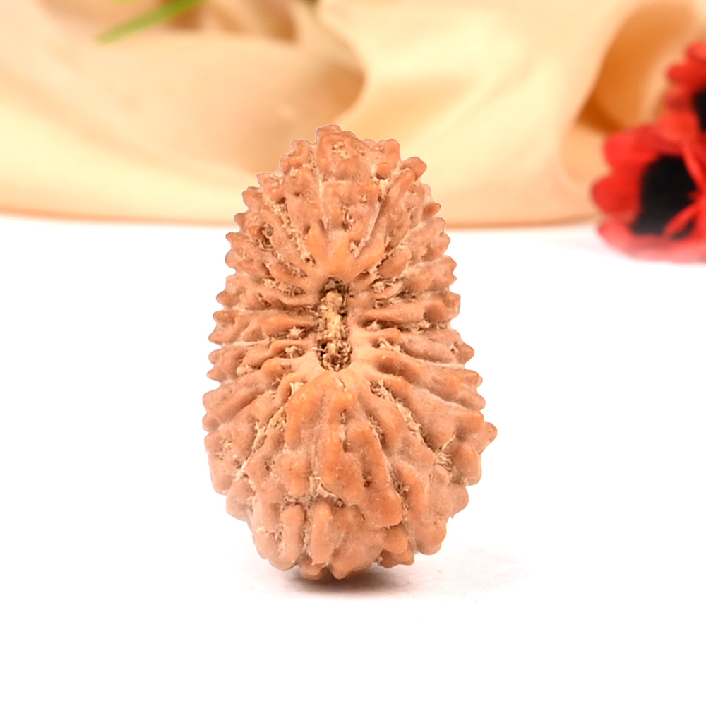 19 Mukhi from Java Indonesia Small - CXVIII