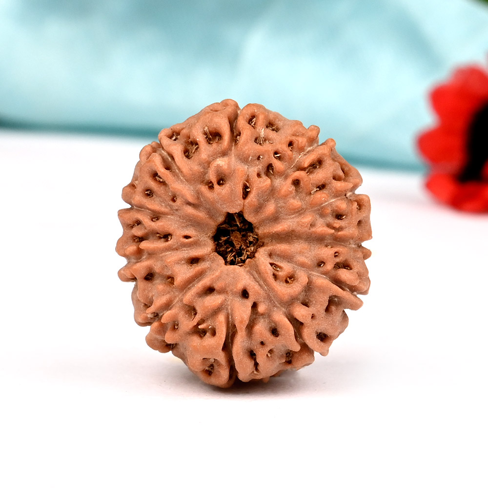 Collector 11 Mukhi from Java Indonesia - CIX