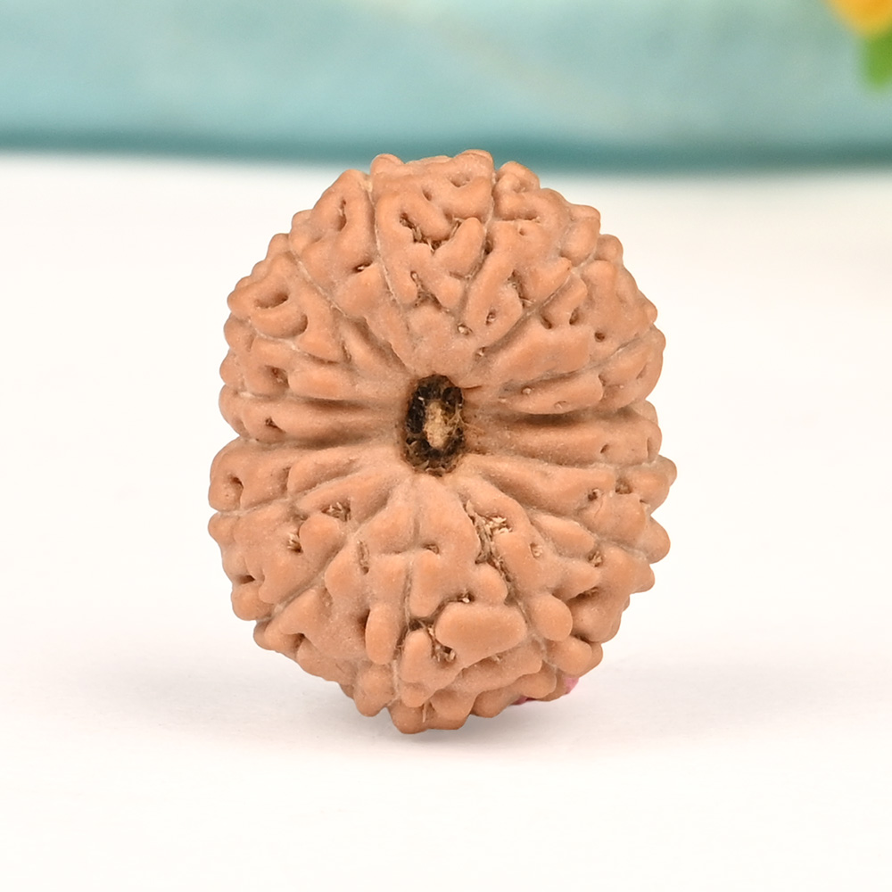 15 Mukhi from Java Indonesia - CXXI