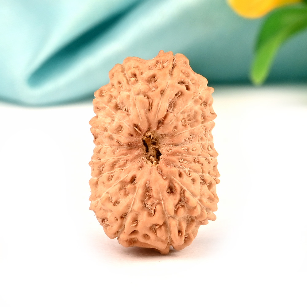 Collector 16 Mukhi From Java - CXVII