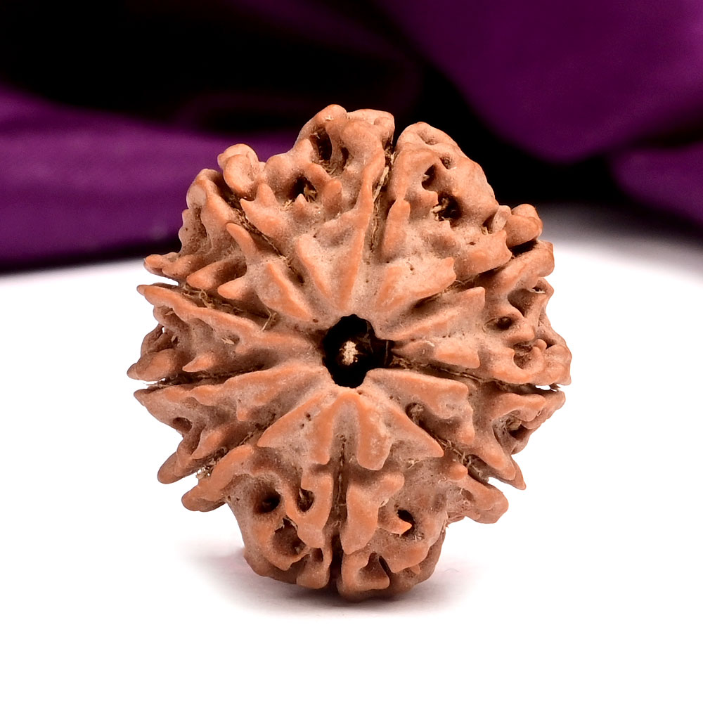 9 Mukhi from Nepal Small - DCLVI