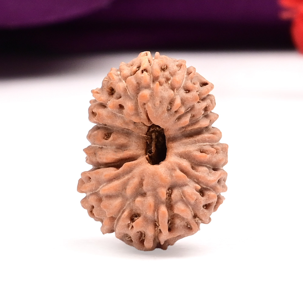 17 Mukhi from Java Indonesia - CXVIII