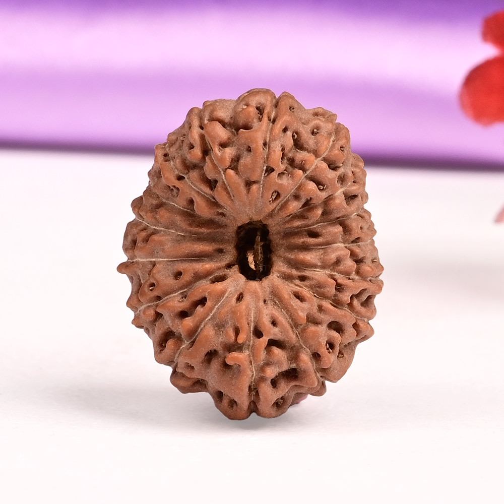 Collector 16 Mukhi from Java Indonesia - CXXI