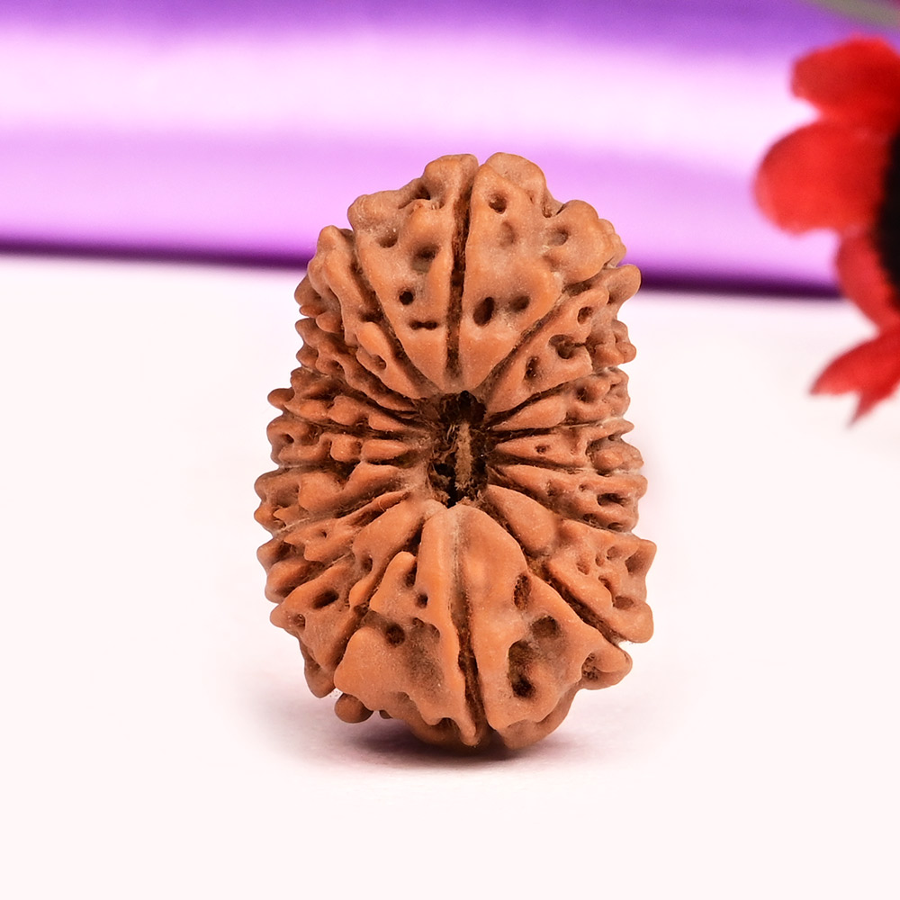 Collector 16 Mukhi from Java Indonesia - CXXIV