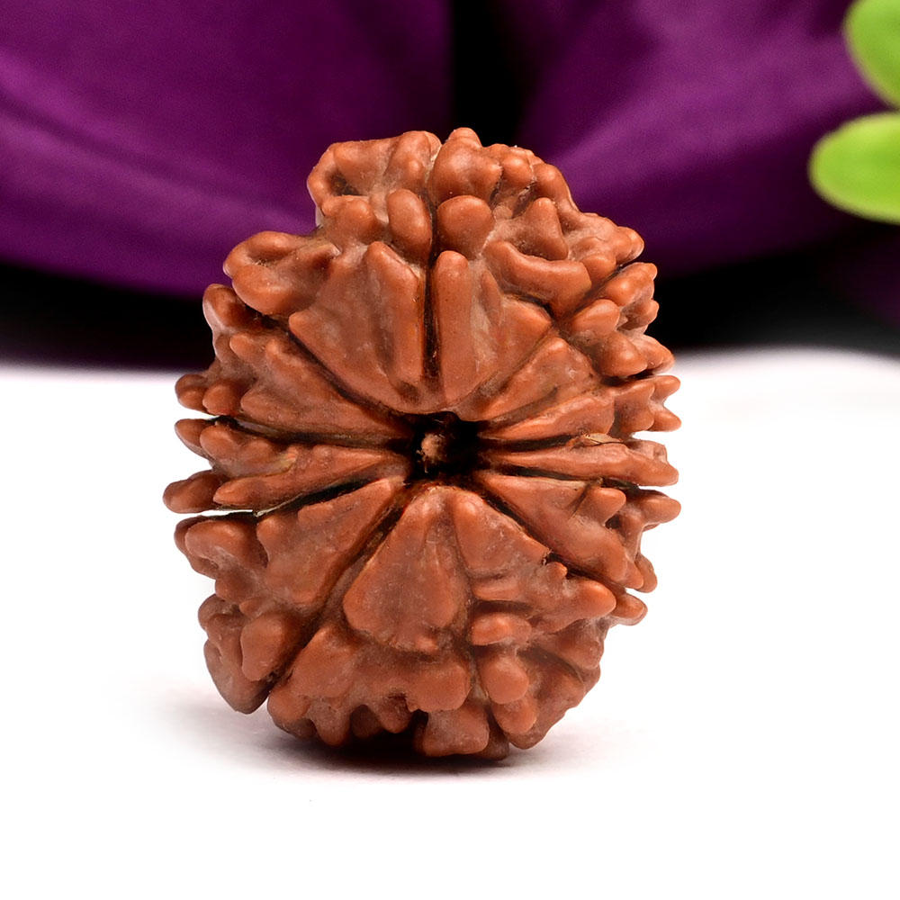 11 Mukhi from Nepal Small - CCXLV