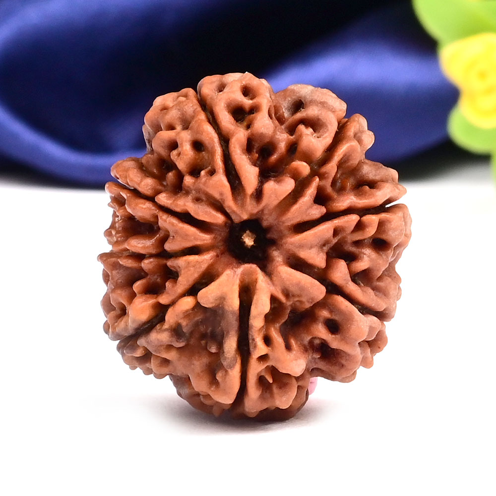 8 Mukhi from Nepal Large - CLXVI