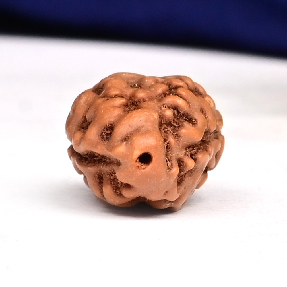 Collector 2 Mukhi from Java Indonesia - CLXVI