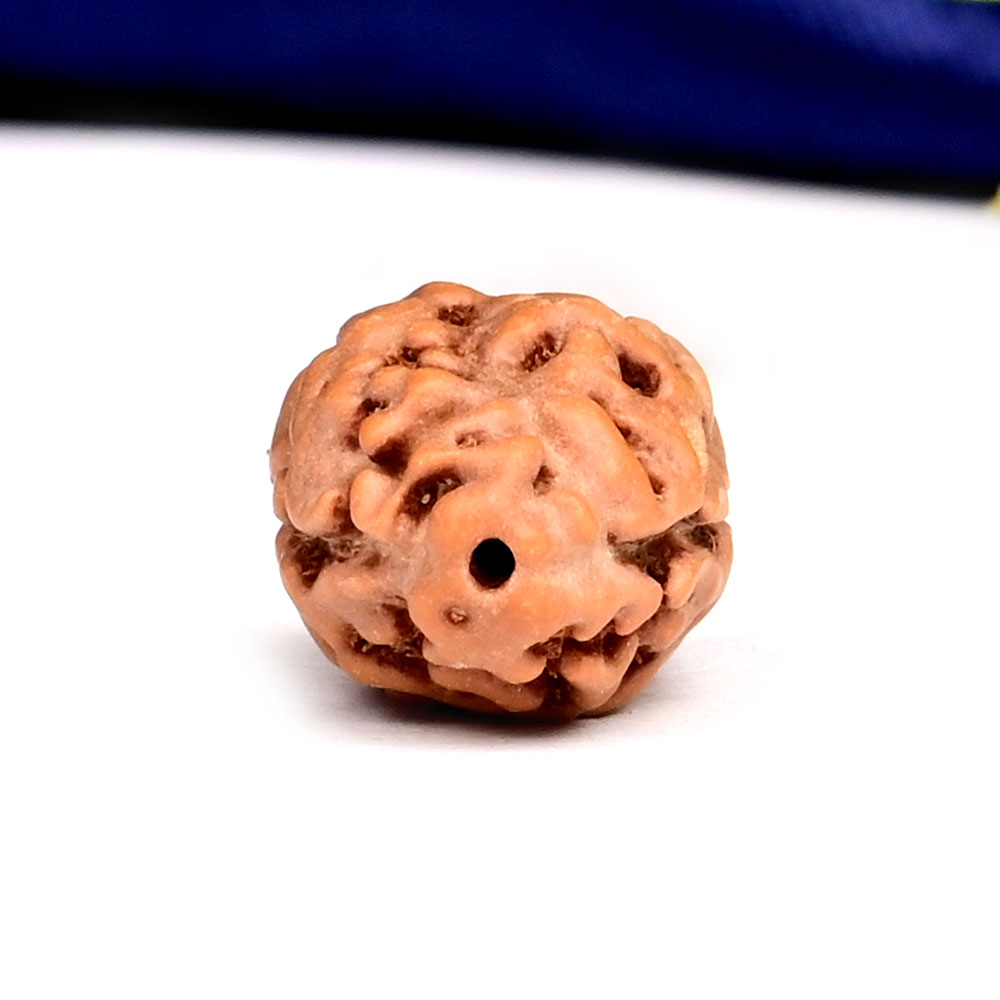 Collector 2 Mukhi from Java Indonesia - CLXXI