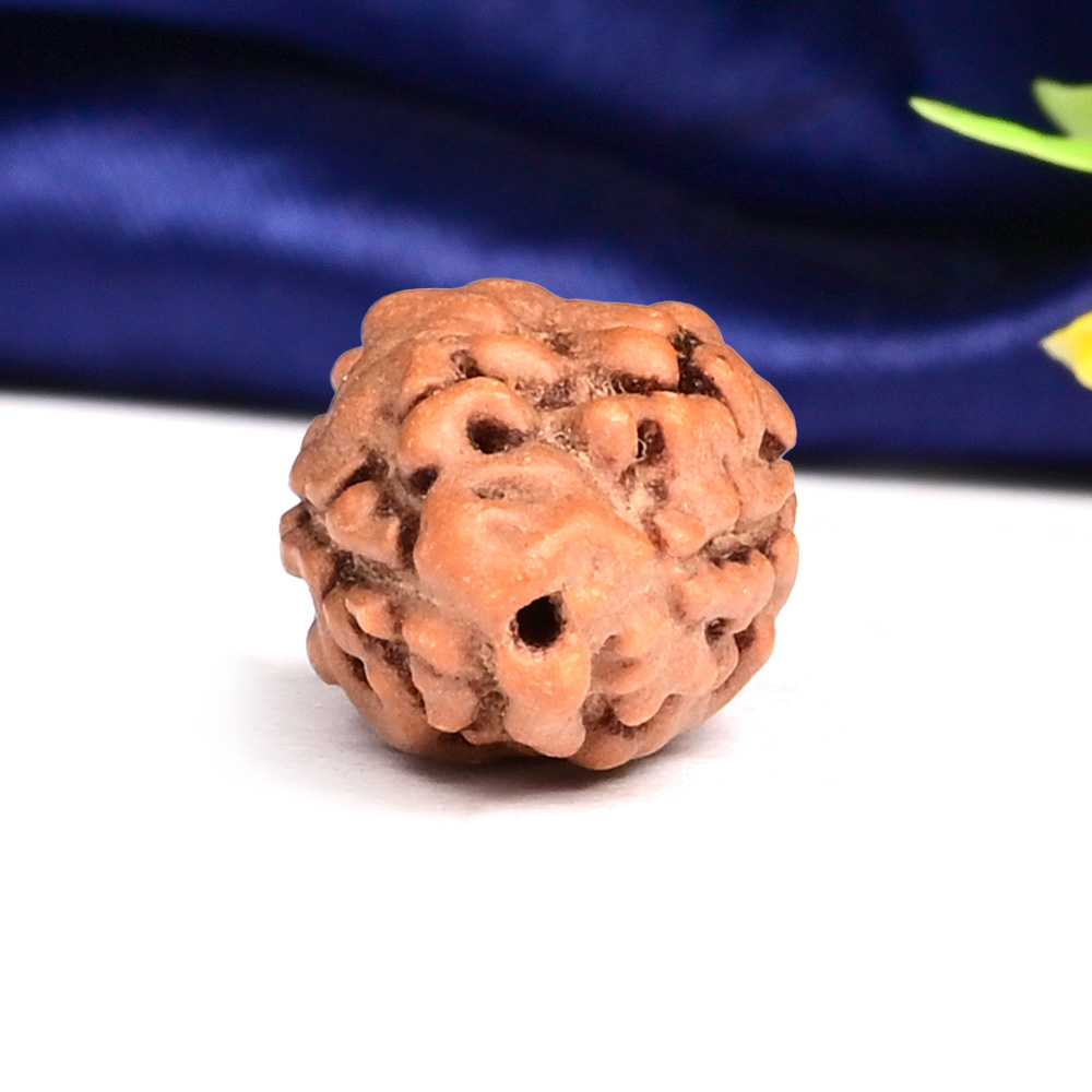 Collector 2 Mukhi from Java Indonesia - CLXXIV