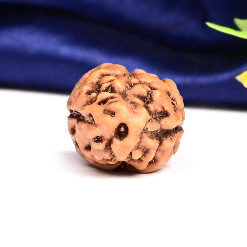 Collector 2 Mukhi from Java Indonesia - CLXXV