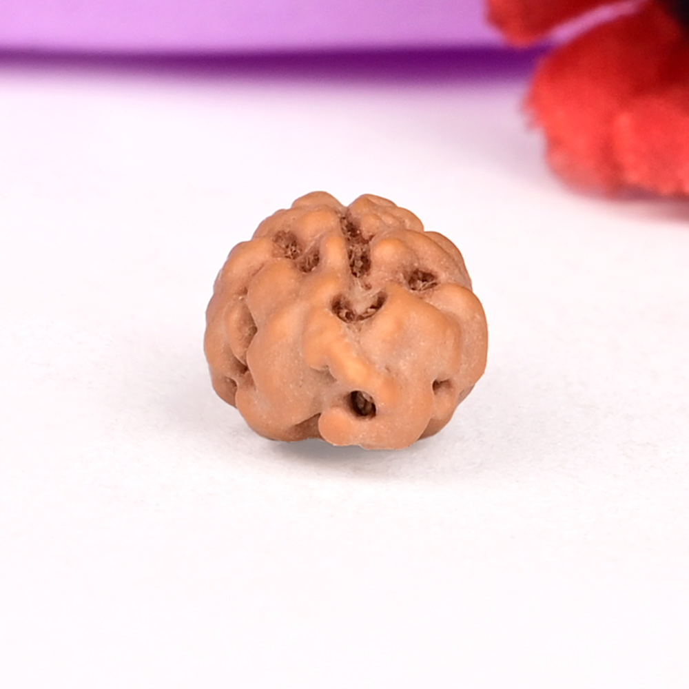 Collector 1 Mukhi from Java Indonesia - CLXXXIV