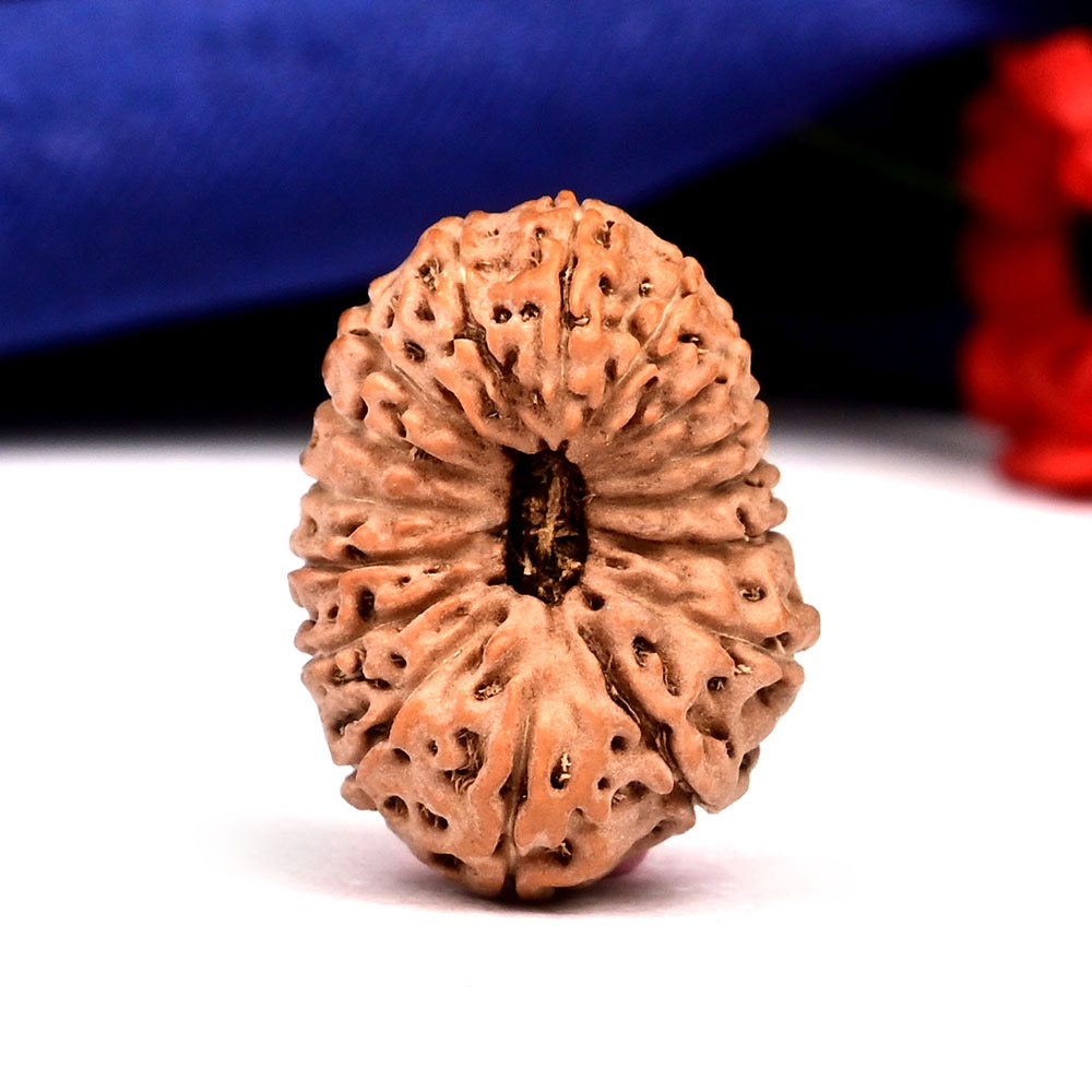 Super Collector 16 Mukhi from Java Indonesia - XXVI