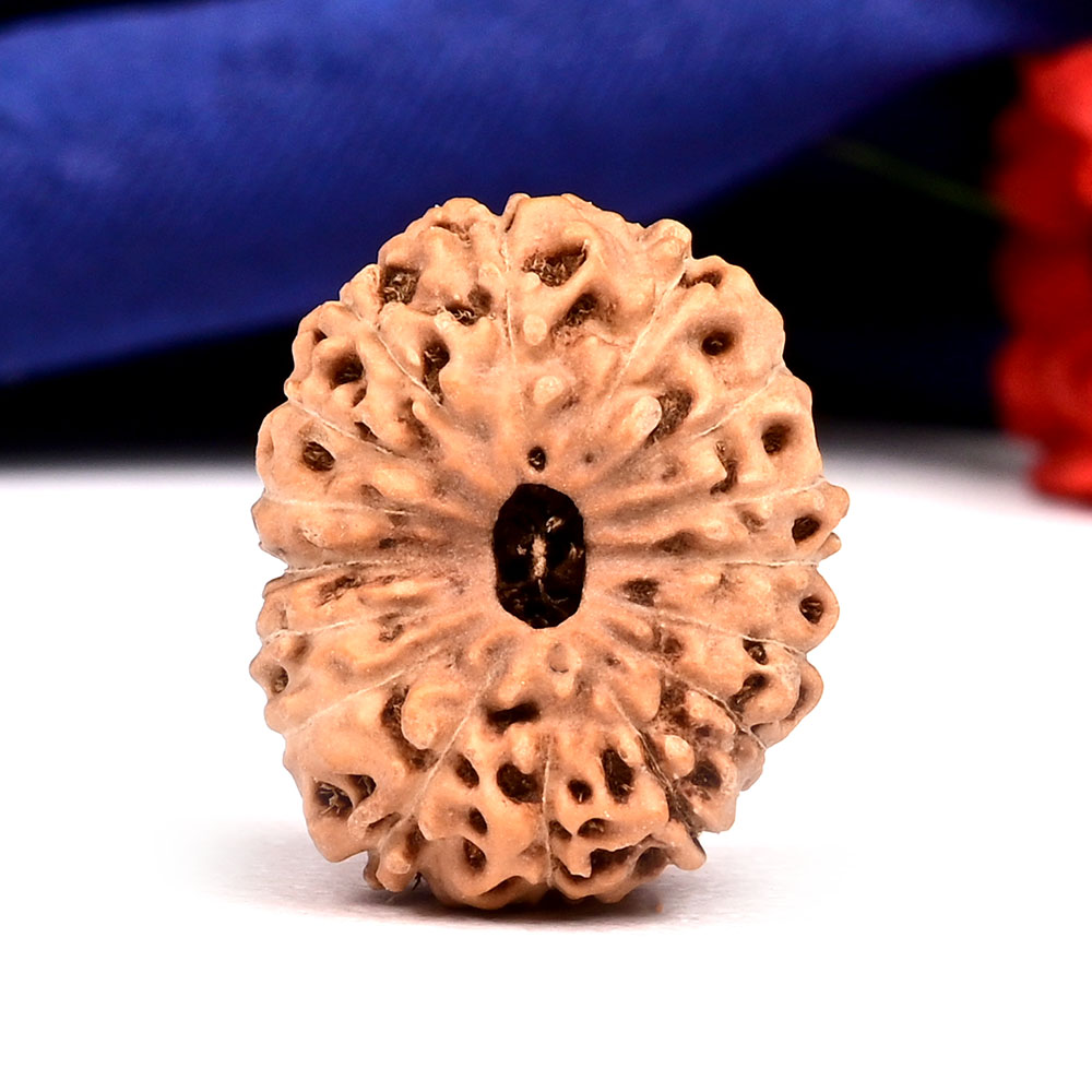 Super Collector 16 Mukhi from Java Indonesia - XXV