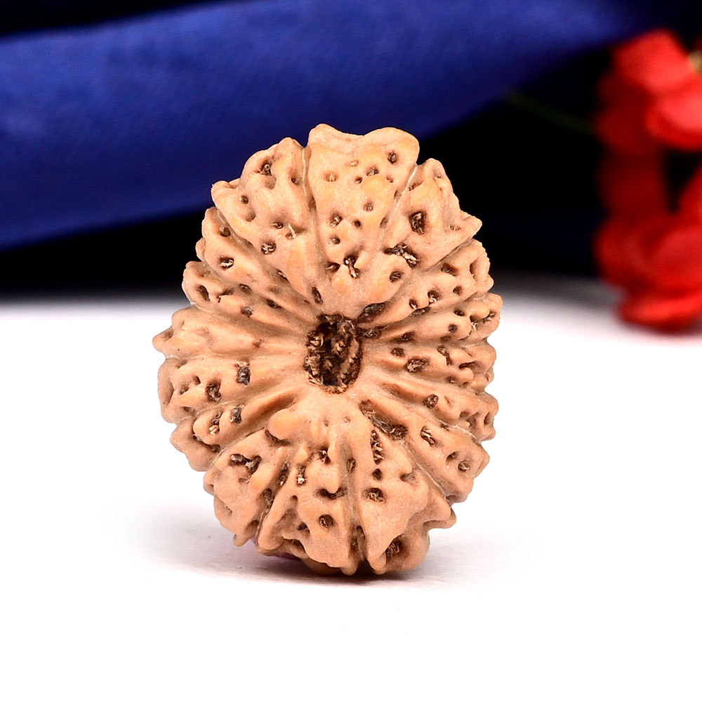 Collector 16 Mukhi from Java Indonesia - CXXIX