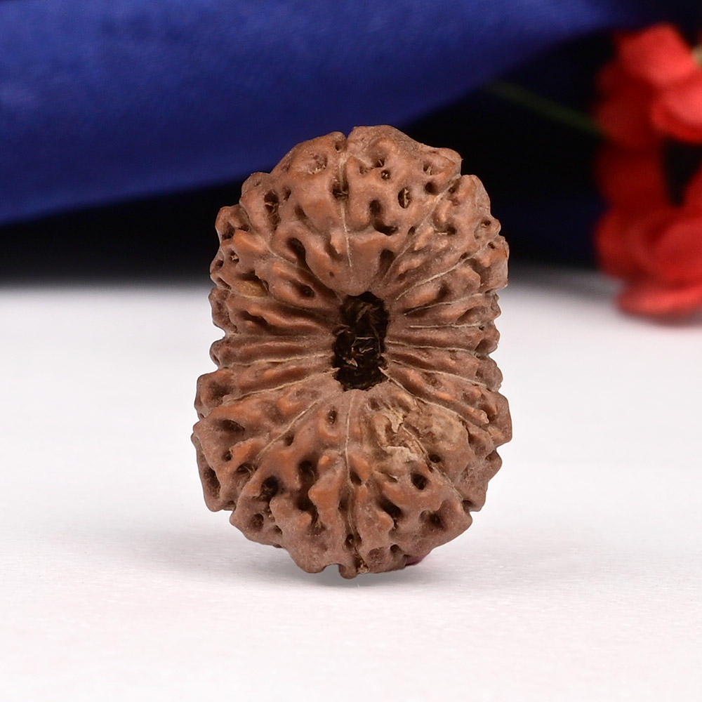 Super Collector 16 Mukhi from Java Indonesia - XXIV