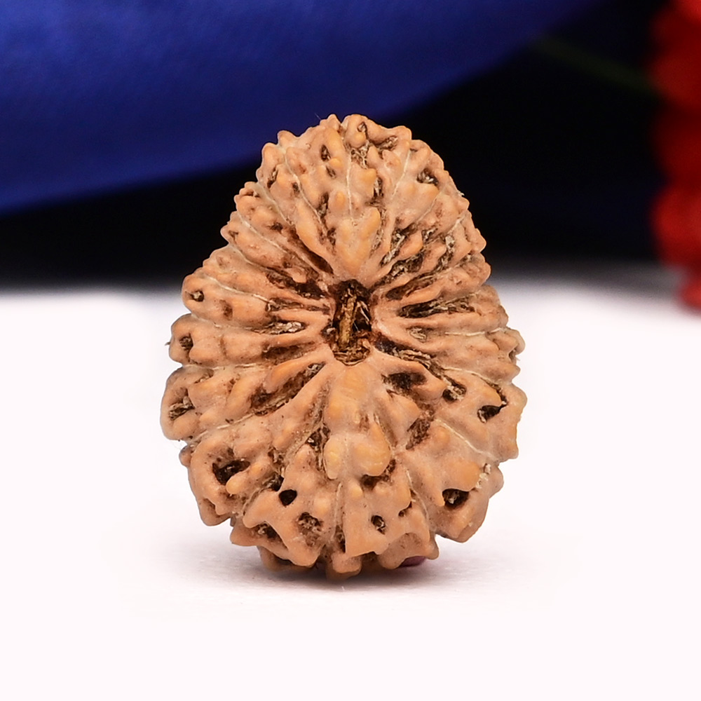 20 Mukhi from Java Indonesia Large - CXVIII