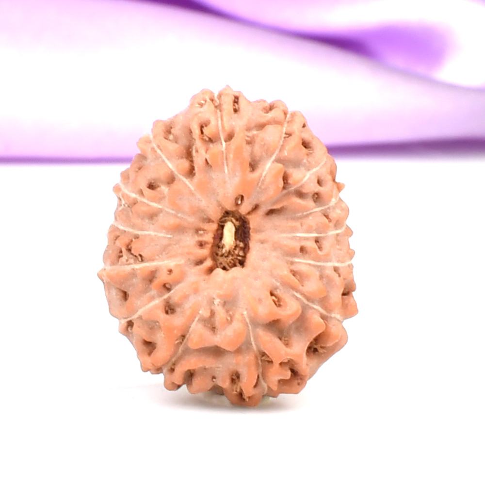 14 Mukhi from Java Indonesia - CXXIV