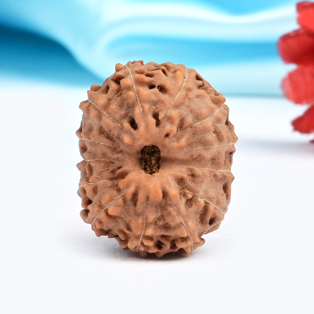 Collector 13 Mukhi from Java Indonesia - CLXV