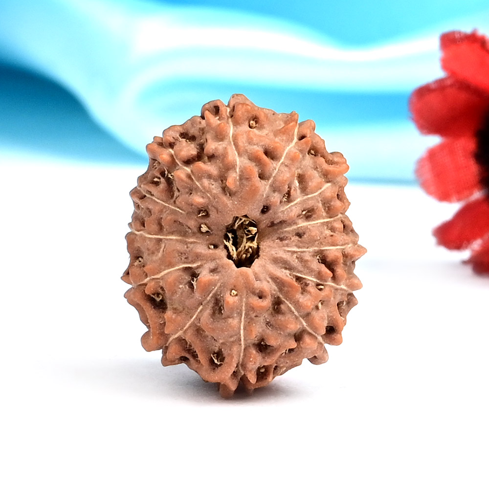 Collector 13 Mukhi from Java Indonesia - CLXVIII