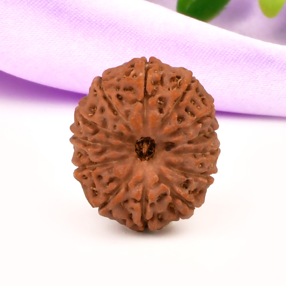 Collector 13 Mukhi from Java Indonesia - CLXIX